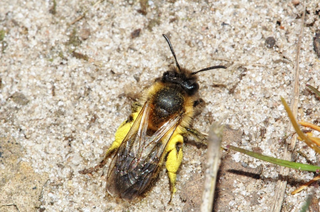 digger bee control and treatments for the home yard and garden