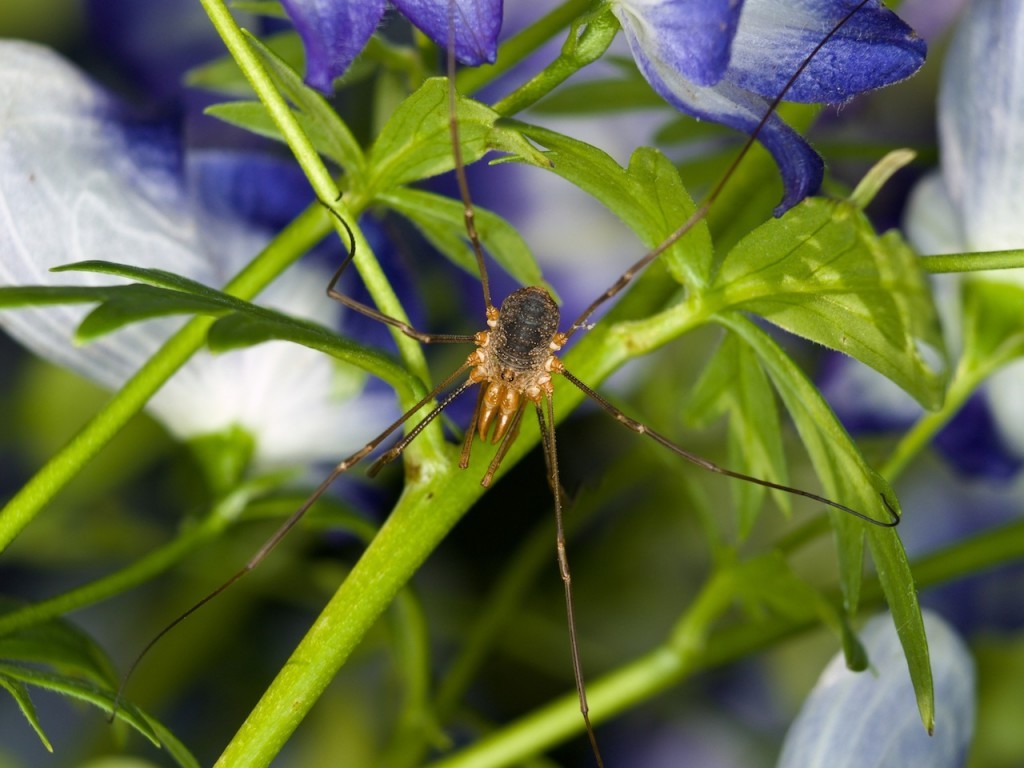 daddy longleg treatments around the home and yard