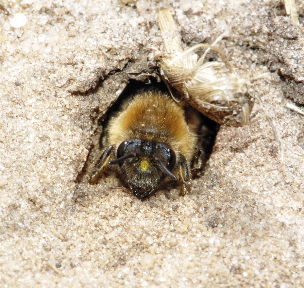 digger bee control and treatments for the home yard and garden