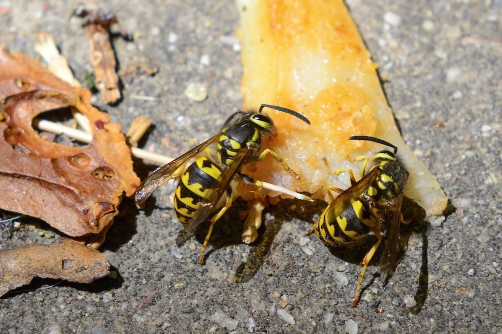 Yellow Jacket Bee Control & Treatments in Atlanta GA | Repellent Sprays