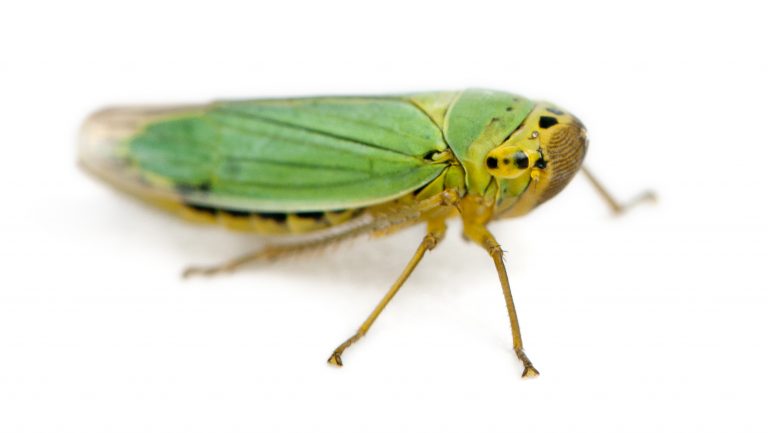 spittlebug control and treatments for the home yard and garden
