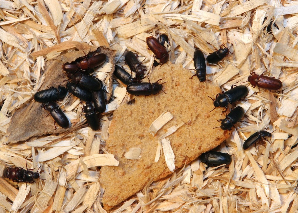 DARKLING BEETLE CONTROL | BUGSPRAY.COM