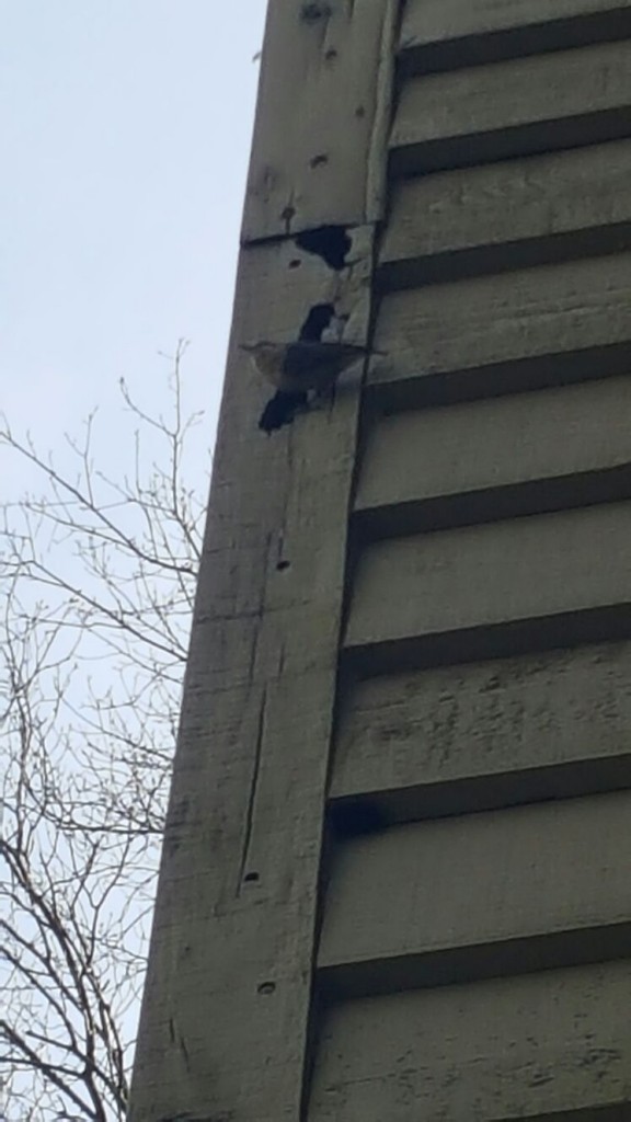 bird damaging house siding | BUGSPRAY.COM