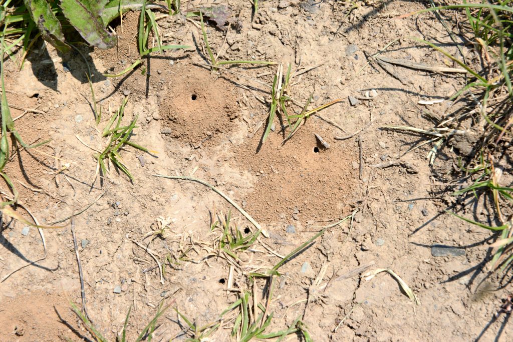 SAND WASP CONTROL | BUGSPRAY.COM