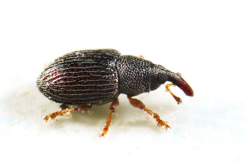 rice weevil control and treatments for the home and kitchen