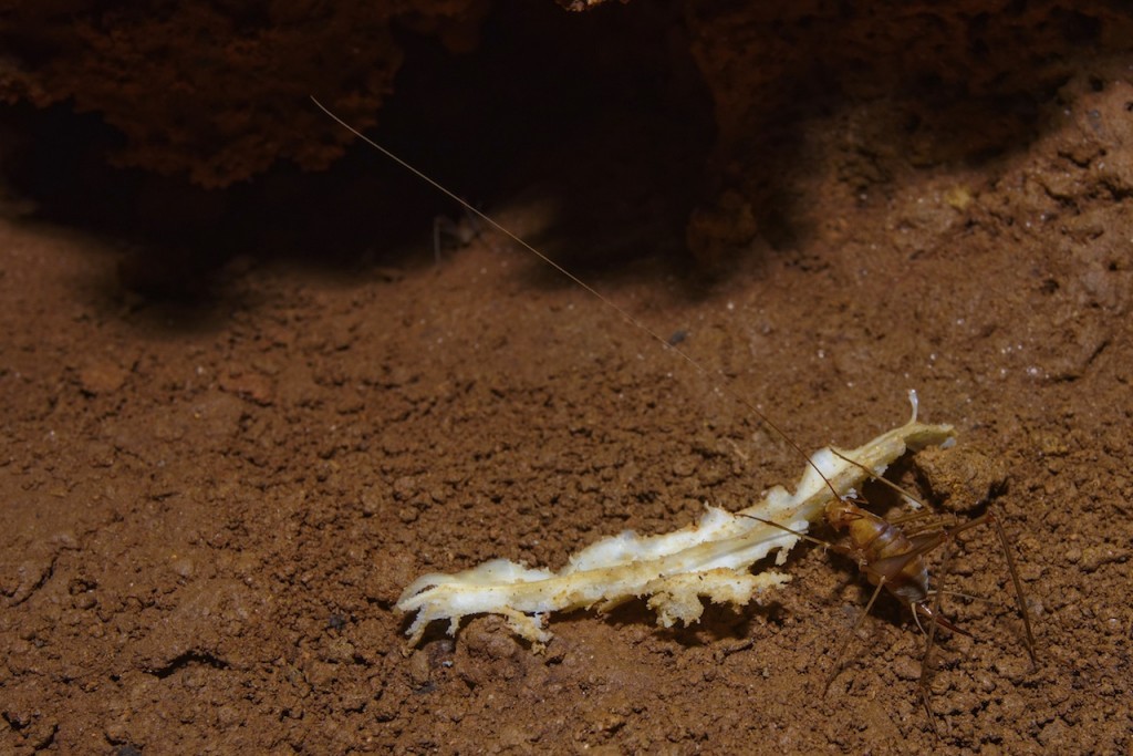 cave cricket control and treatments for the home yard and garden