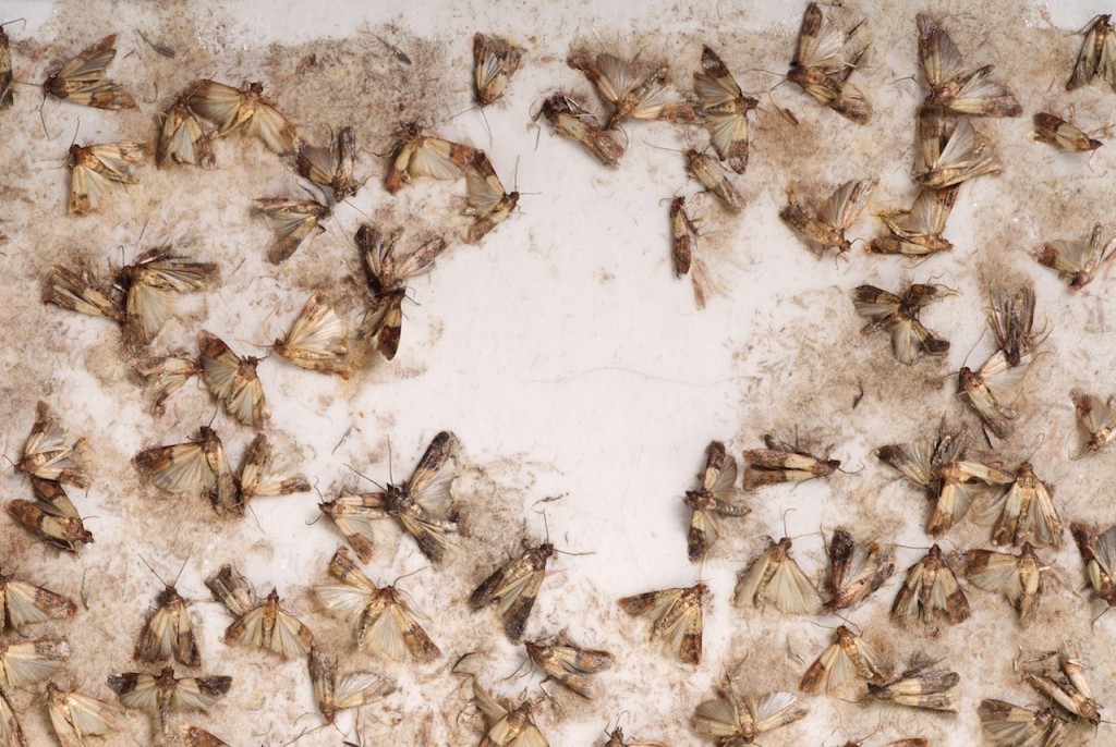 pantry moth control and treatments for the home kitchen and pantry