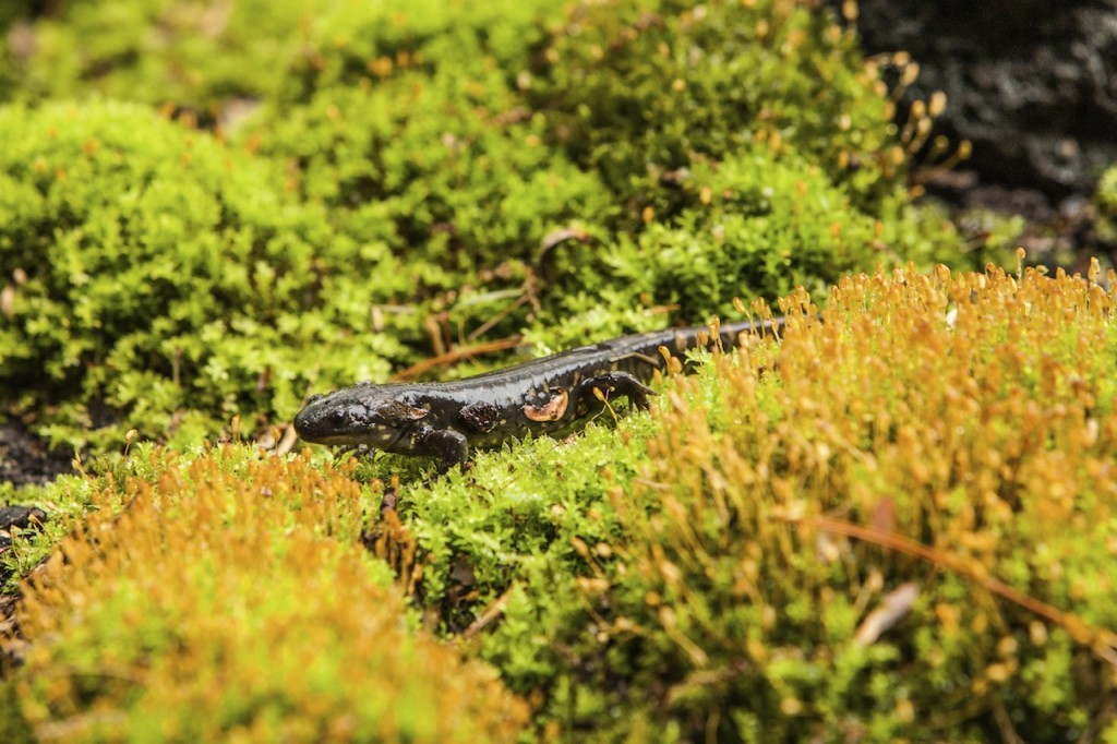 lizard control and treatments for the home yard and garden